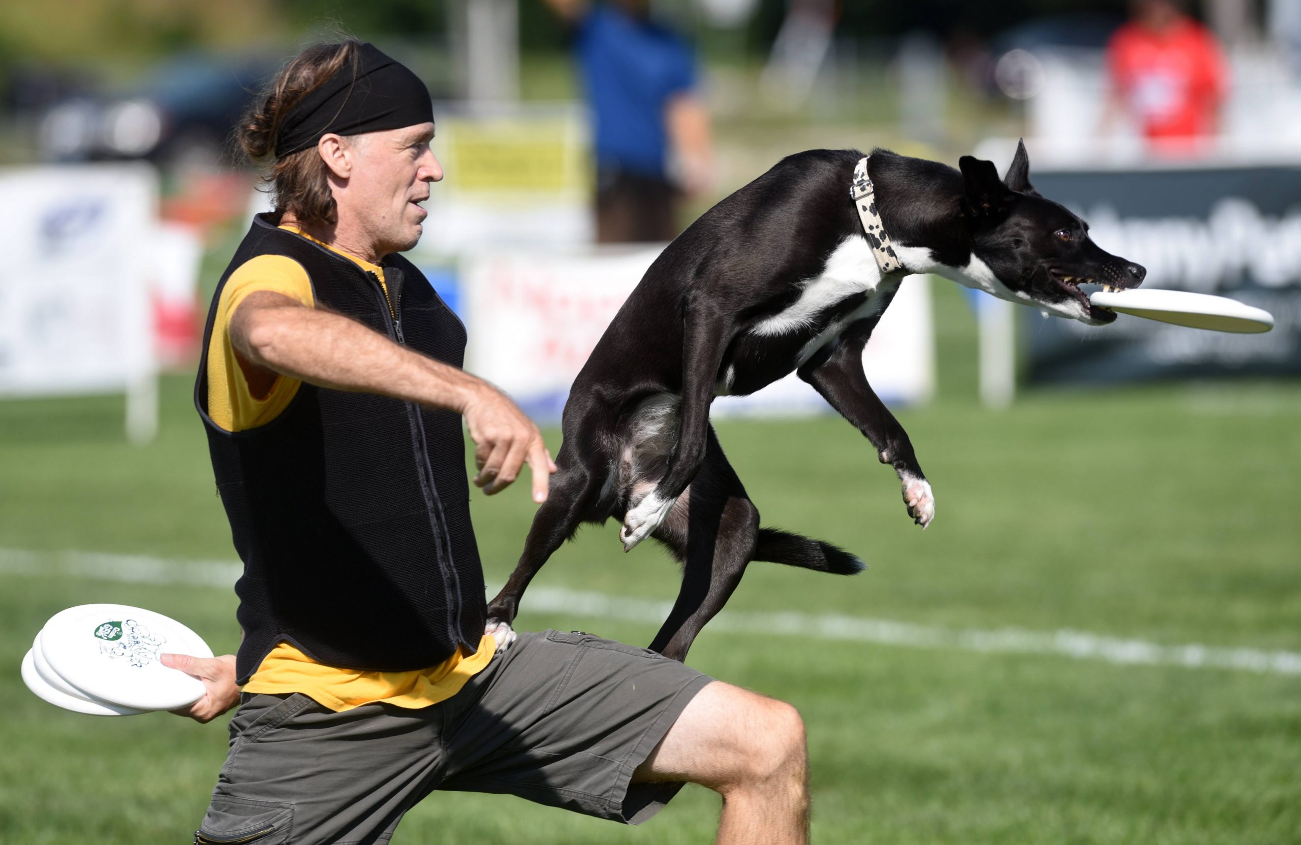 Dogs wow crowd at K-9 Frisbee World Championships – lifestyle-planet.com